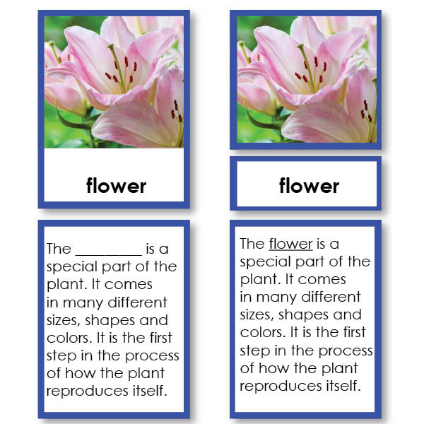 Botany Montessori Materials | Montessori123 | Learning Cards ...