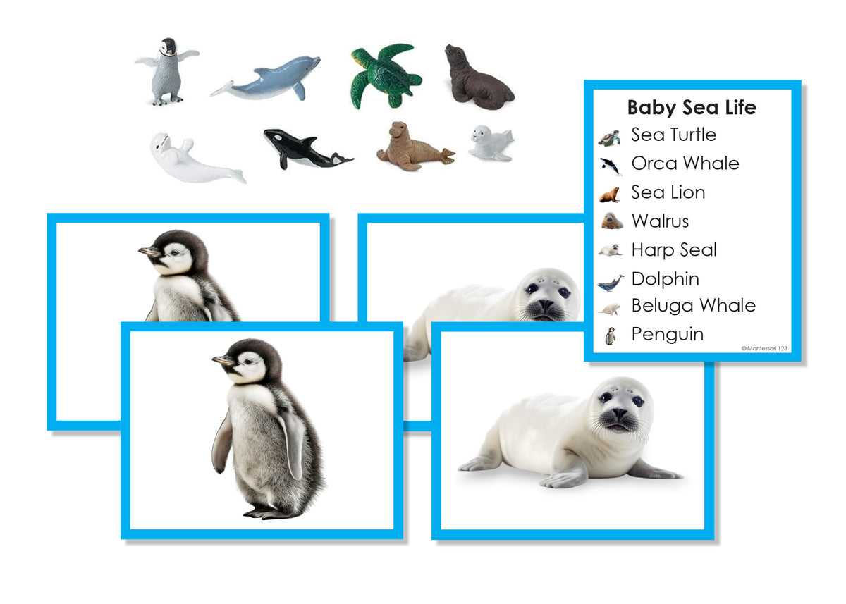 Baby Sea Life Toddler Cards with Objects — Montessori 123