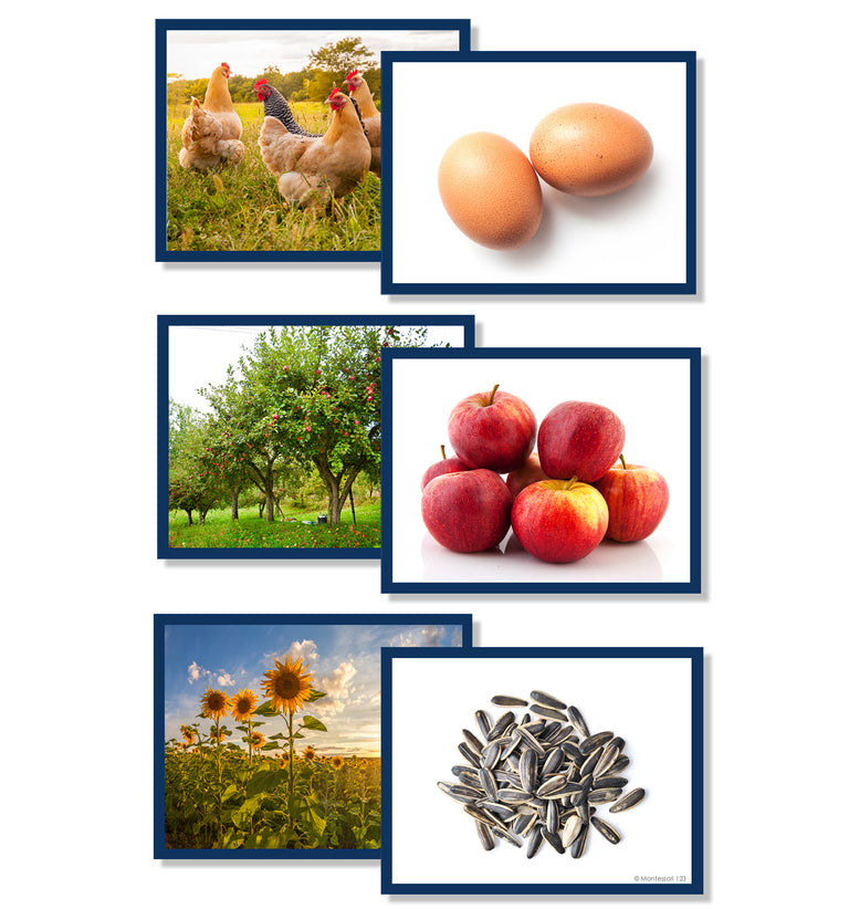 Toddler | Montessori123 | Learning Cards — Montessori 123