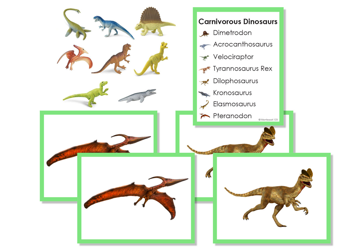 Carnivourous Dinosaur Toddler Cards with Objects — Montessori 123