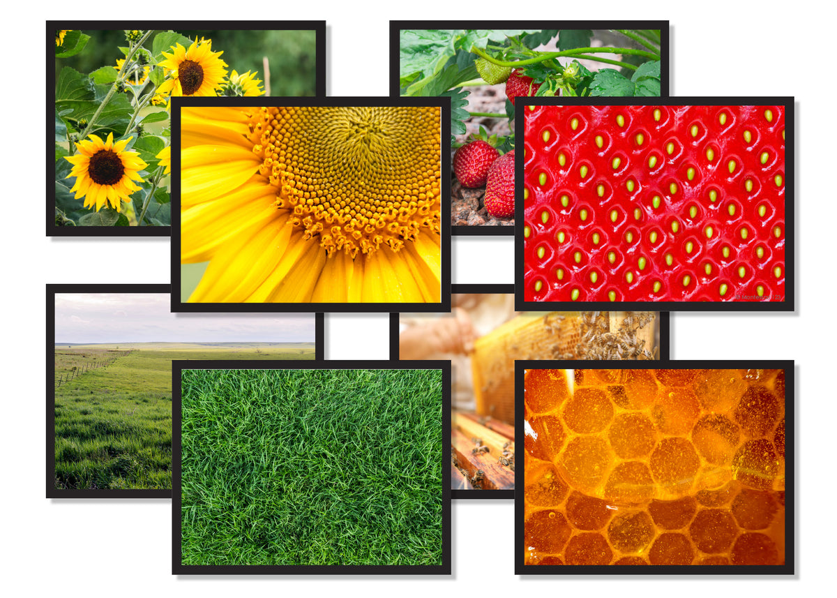 Whole to Parts Farm Match — Montessori 123