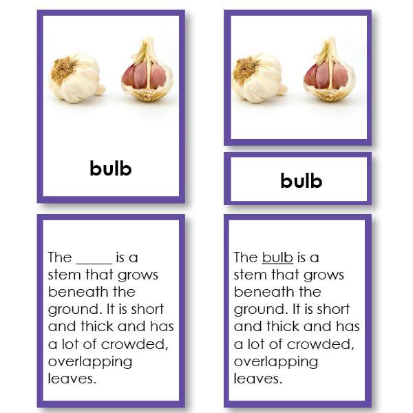 Parts of a Bulb 3-Part Cards with Definitions — Montessori 123