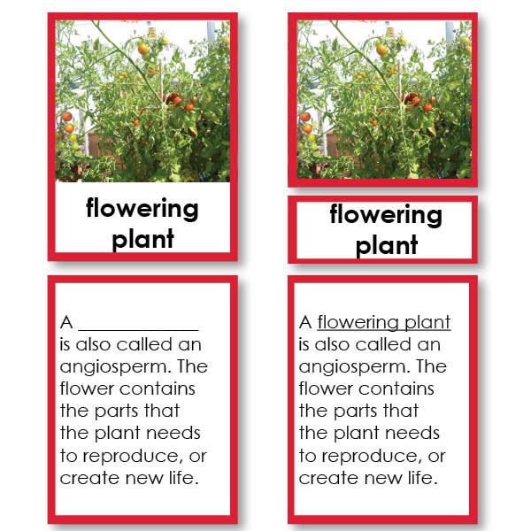 Flowering Tomato Plant 3-Part Cards with Definitions | Montessori123 ...