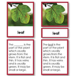 Parts of a Leaf 3-Part Cards | Montessori123 | Lower Elementary ...