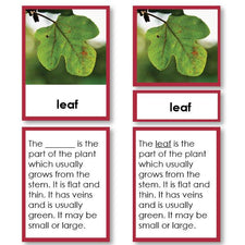 Parts of a Leaf 3-Part Cards | Montessori123 | Lower Elementary ...