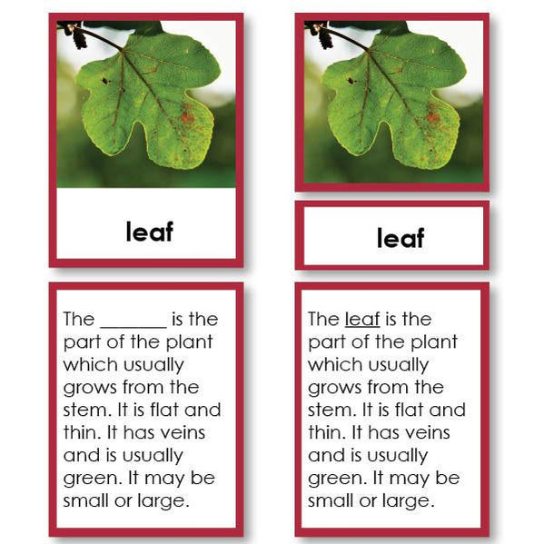Parts of Plants | Montessori123 | Learning Cards — Montessori 123