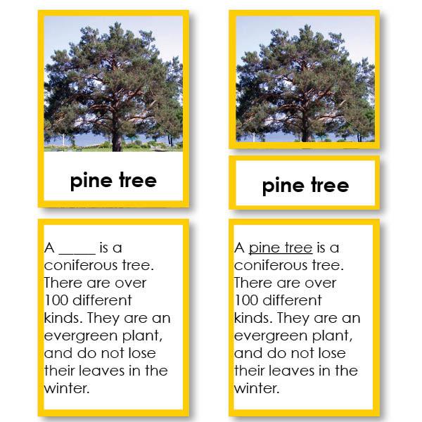 Parts of a Pine Tree 3-Part Cards with Definitions | Montessori123 ...