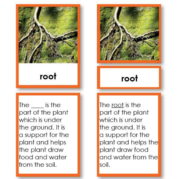 Parts of a Root Tree 3-Part Cards with Definitions | Montessori123 ...