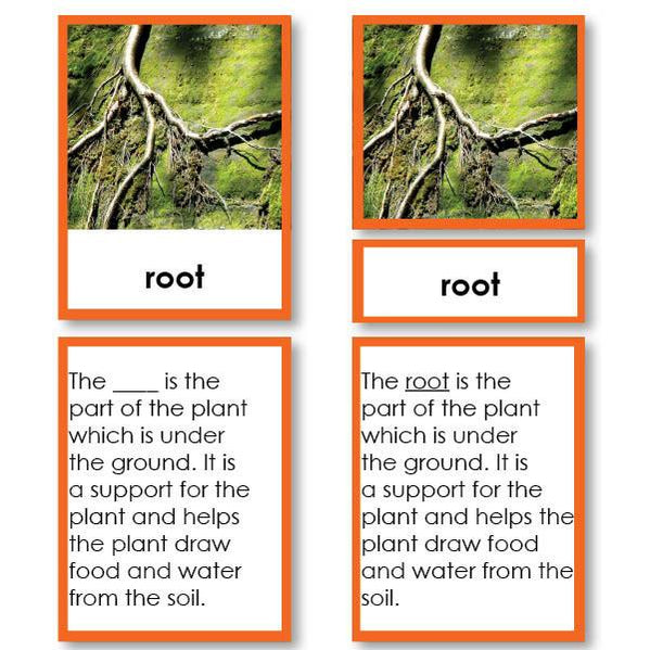 Parts of Plants | Montessori123 | Learning Cards — Montessori 123