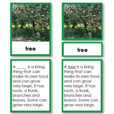 Parts of a Tree Cards with Definitions | Montessori123 | Primary ...