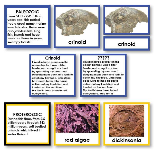 Timeline of Life "Who Am I?" Cards with Descriptions | Montessori123 ...