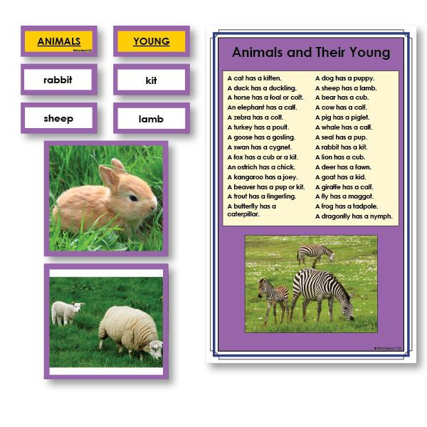Animals and Their Babies Vocabulary Sorting Cards with Photographs ...
