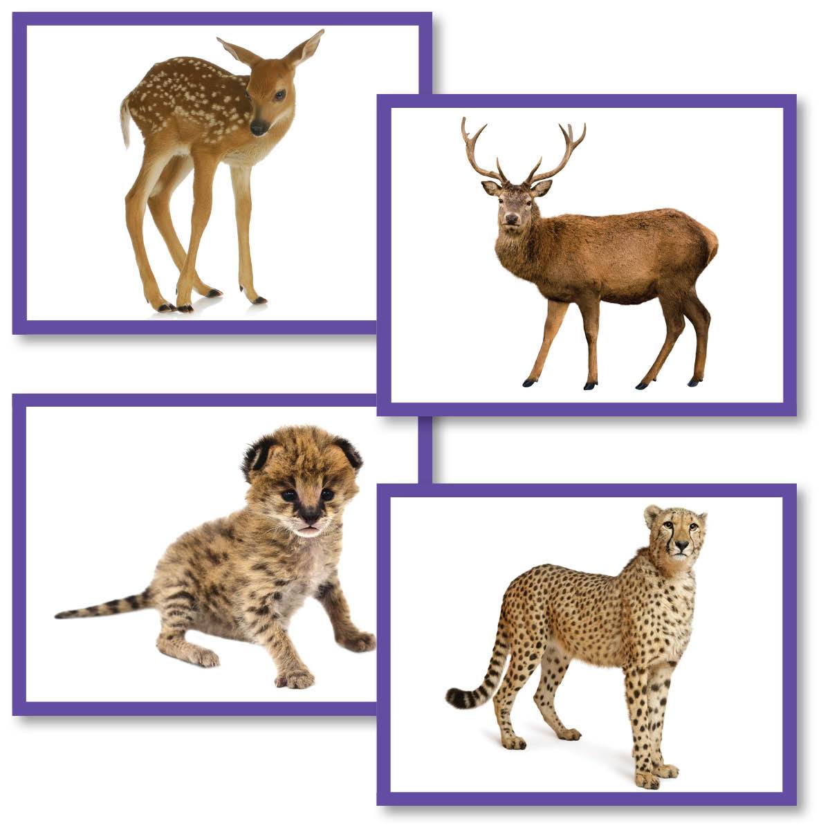 Pre-Reading Animals and Their Babies Matching Cards | Montessori123 ...