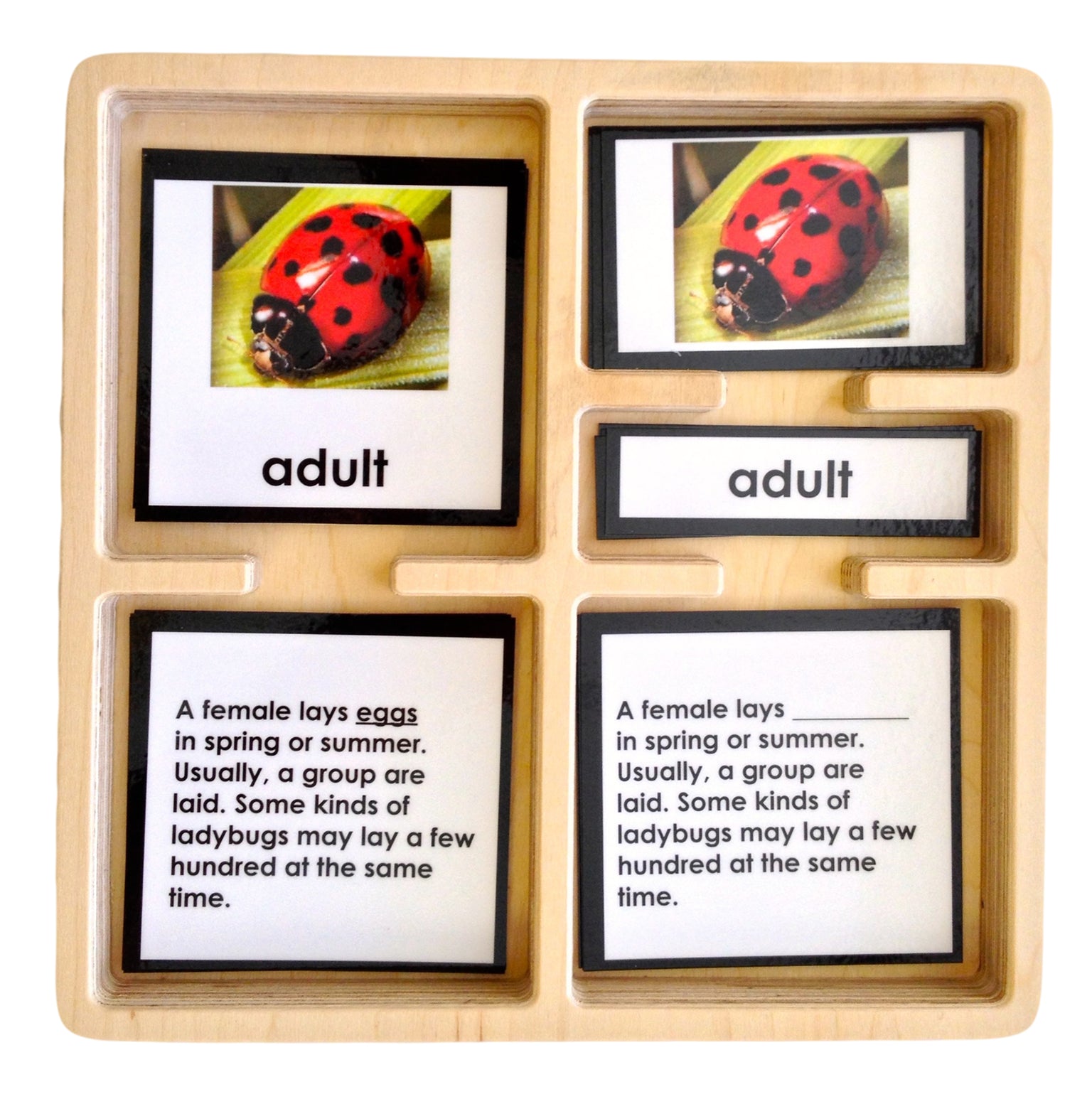 Storage and Display | Montessori123 | Learning Cards — Montessori 123