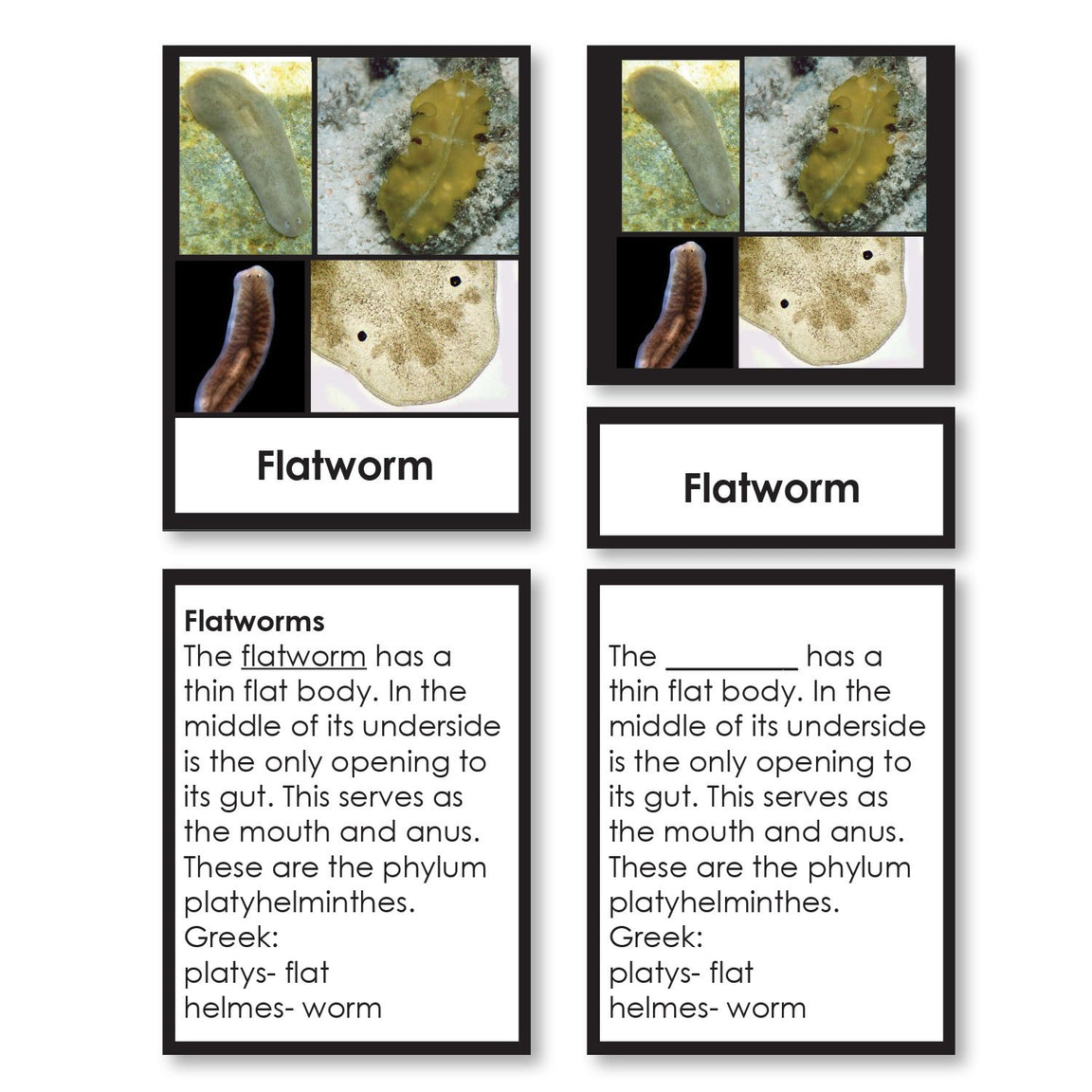 Animal Classification/ Identification | Montessori123 | Learning Cards ...