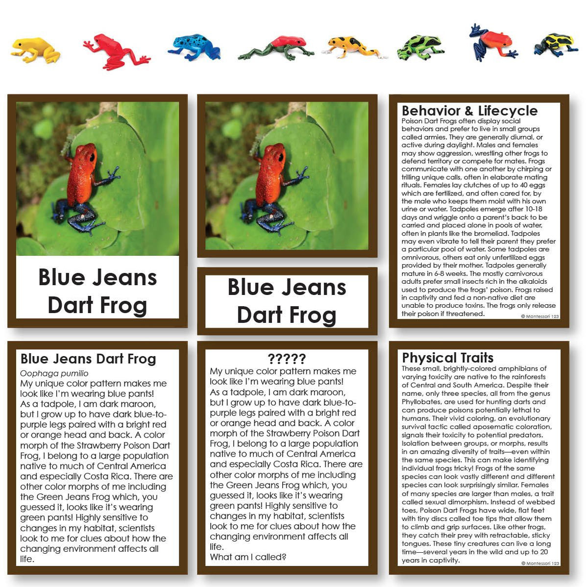 Animal Classification/ Identification | Montessori123 | Learning Cards ...