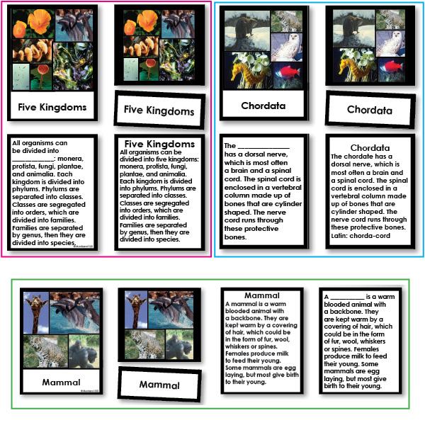 Kingdom Classification Chart Animals Classification Chart Zoology