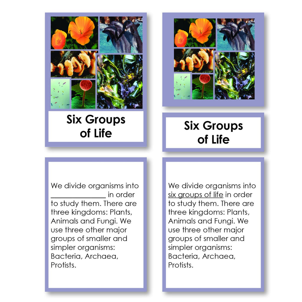 Six Animal Kingdoms Animal Science Sixth Grade