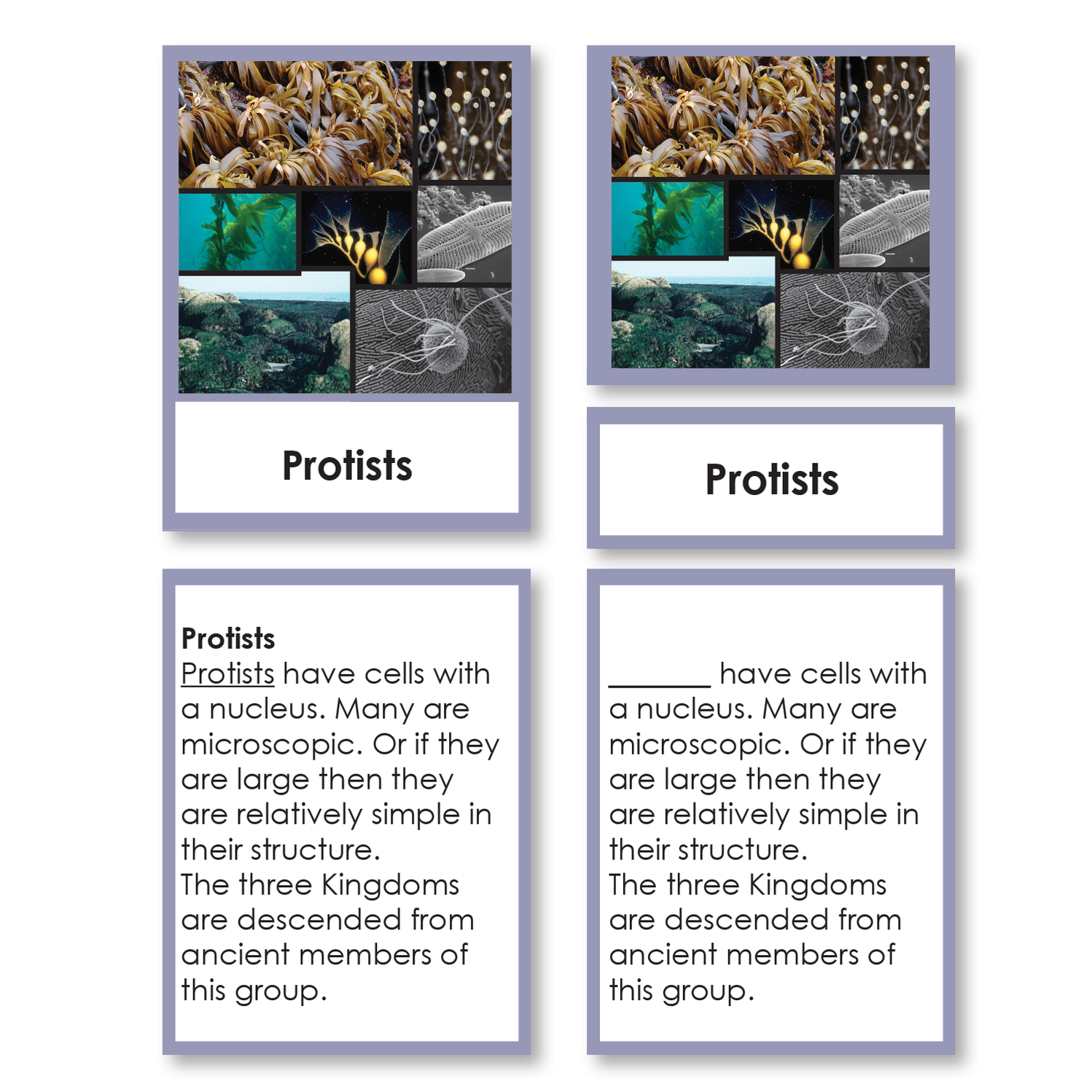 Animal Classification/ Identification | Montessori123 | Learning Cards ...