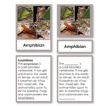 Vertebrate Classification 3-Part Cards & Definitions | Montessori123 ...