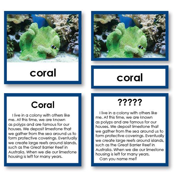 Zoology "Who Am I?" 3-Part Cards | Invertebrates | Montessori123 ...