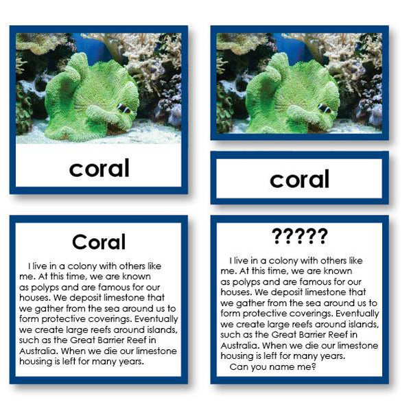 Animal Classification/ Identification | Montessori123 | Learning Cards ...