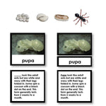 Ant Life Cycle 3-Part Cards with Objects | Montessori123 — Montessori 123
