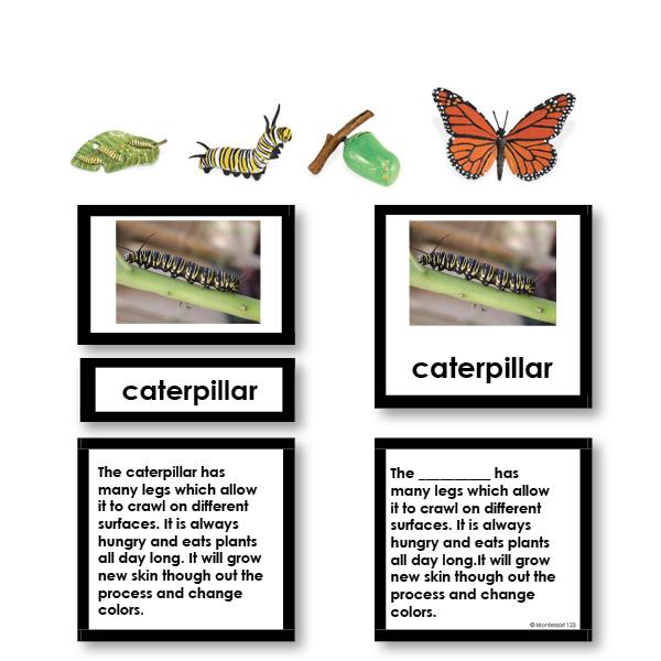 Butterfly Life Cycle 3-Part Cards with Objects | Montessori123 ...