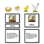 Chicken Life Cycle 3-Part Cards with Objects | Montessori123 ...