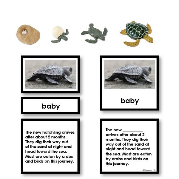 Sea Turtle Life Cycle 3-Part Cards with Objects | Montessori123 ...