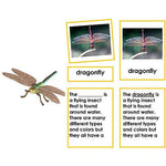 Parts of a Dragonfly Cards with Definitions and Object | Montessori123 ...