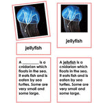 Parts of a Jellyfish 3-Part Cards with Definitions | Montessori123 ...