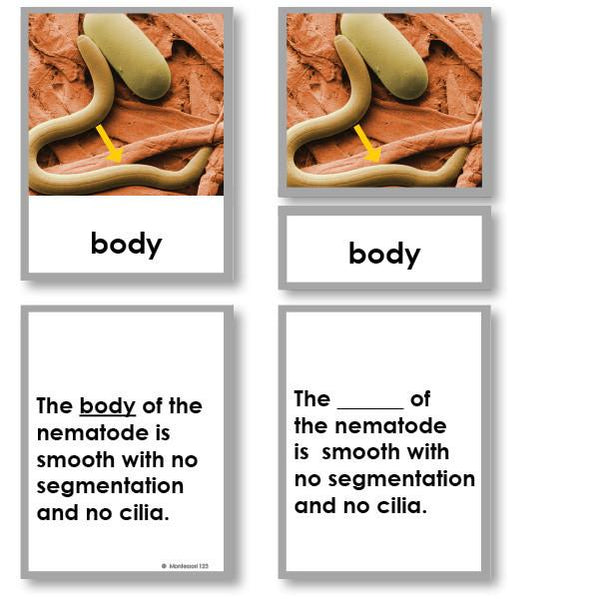 Parts of Invertebrates | Montessori123 | Learning Cards — Montessori 123