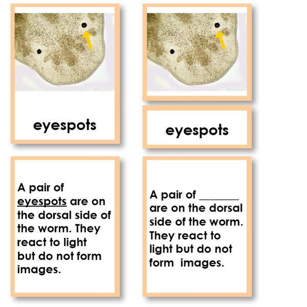 Parts of Invertebrates | Montessori123 | Learning Cards — Montessori 123