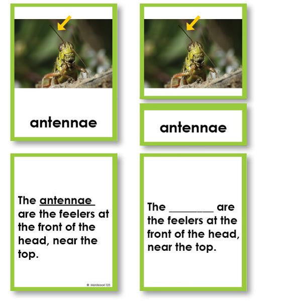Parts of Invertebrates | Montessori123 | Learning Cards — Montessori 123