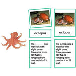 Parts of an Octopus Cards with Definitions and Object | Montessori123 ...