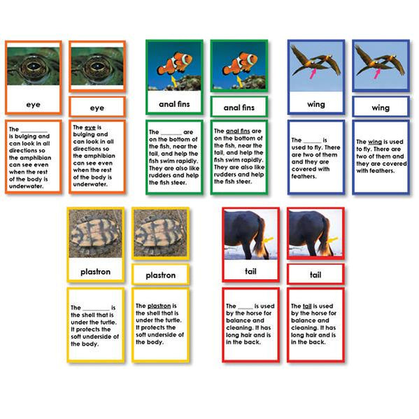 Zoology Montessori Materials | Montessori123 | Learning Cards ...