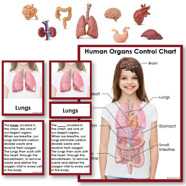 Chart Of Organs In The Human Body