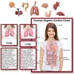 Human Organs | Definitions, Objects & Matching Charts | Montessori123 ...