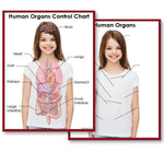 Human Organs | Definitions, Objects & Matching Charts | Montessori123 ...