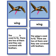 Parts of Bird 3-Part Cards with Definitions and Object | Montessori123 ...