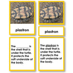Parts of a Reptile Cards with Definitions and Object | Montessori123 ...