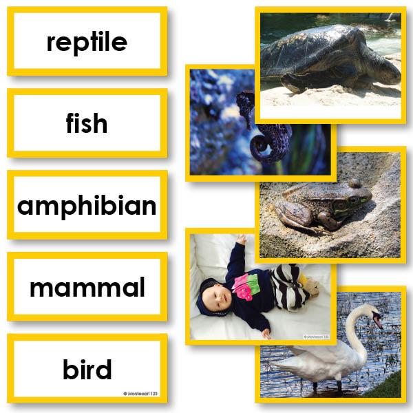 Chordata Sorting Cards Fish, Amphibian, Reptile & More | Montessori123 ...