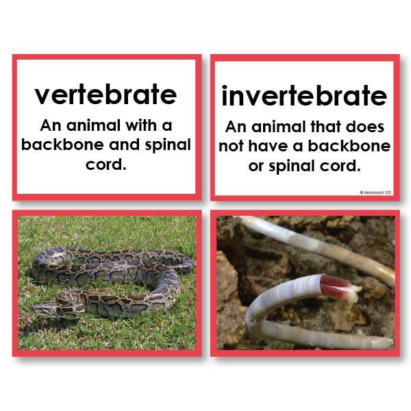 Invertebrate or Vertebrate Sorting Cards | Montessori123 — Montessori 123