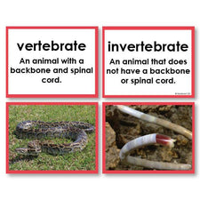 Invertebrate or Vertebrate Sorting Cards | Montessori123 — Montessori 123