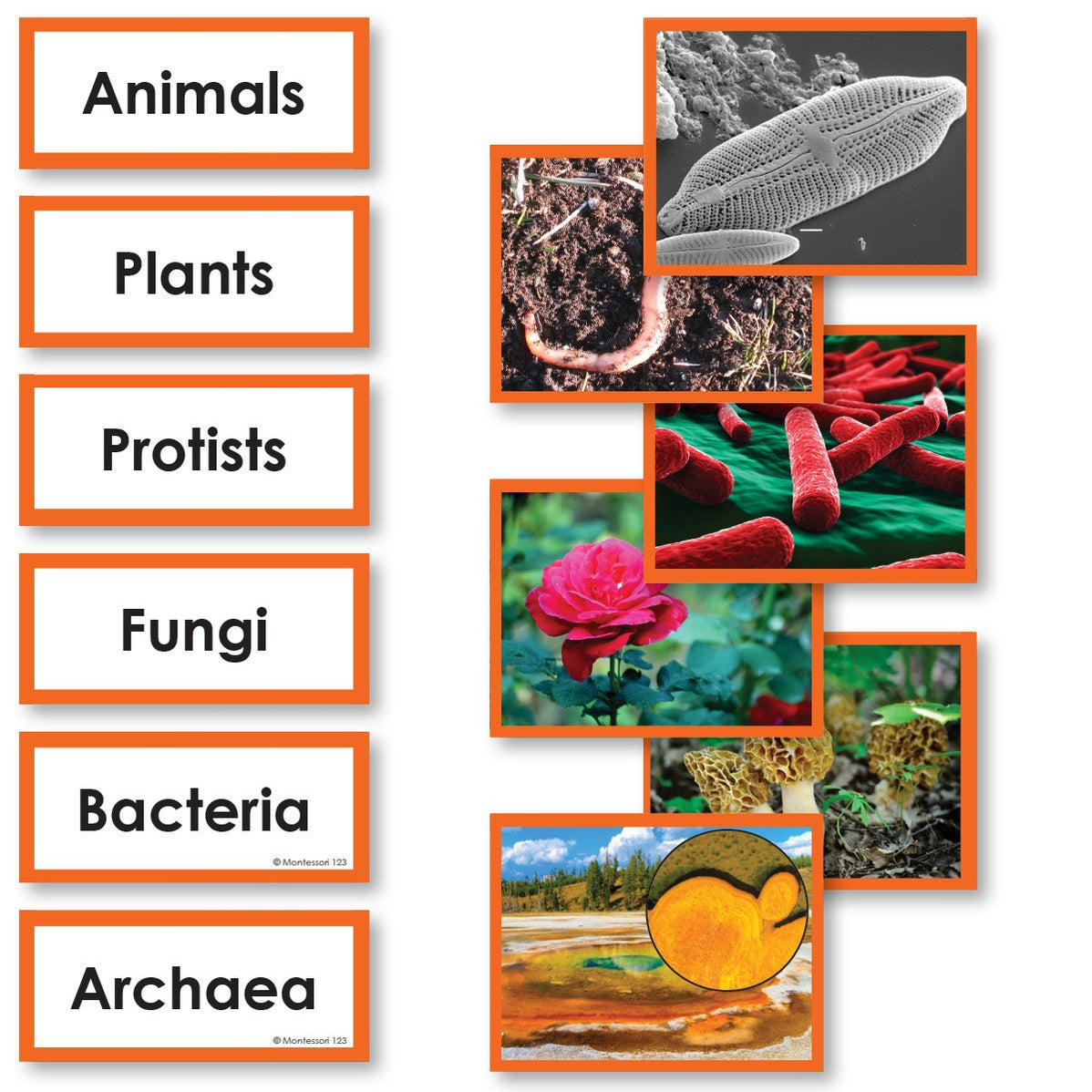 Animal Sorting Materials | Montessori123 | Learning Cards — Montessori 123